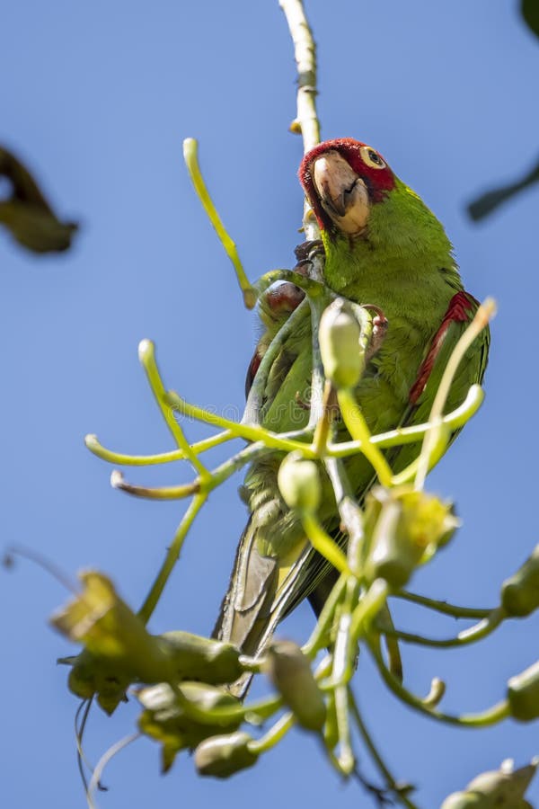 Vertical Shot of a Red-masked Parakeet Perched on a Tree Branch Stock ...