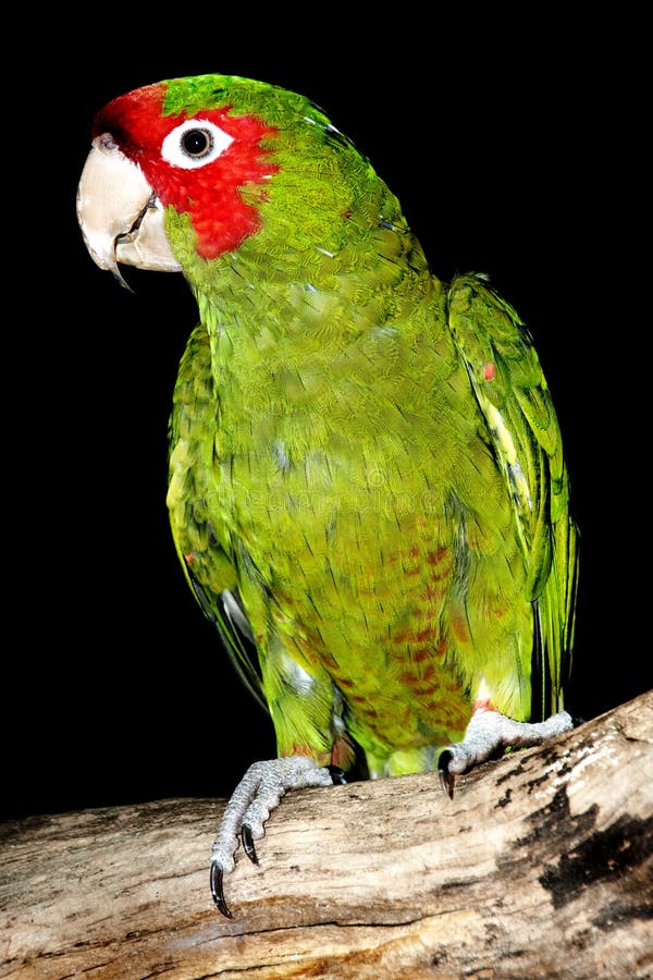 A red headed parakeet stock photo. Image of stick, break - 6180136