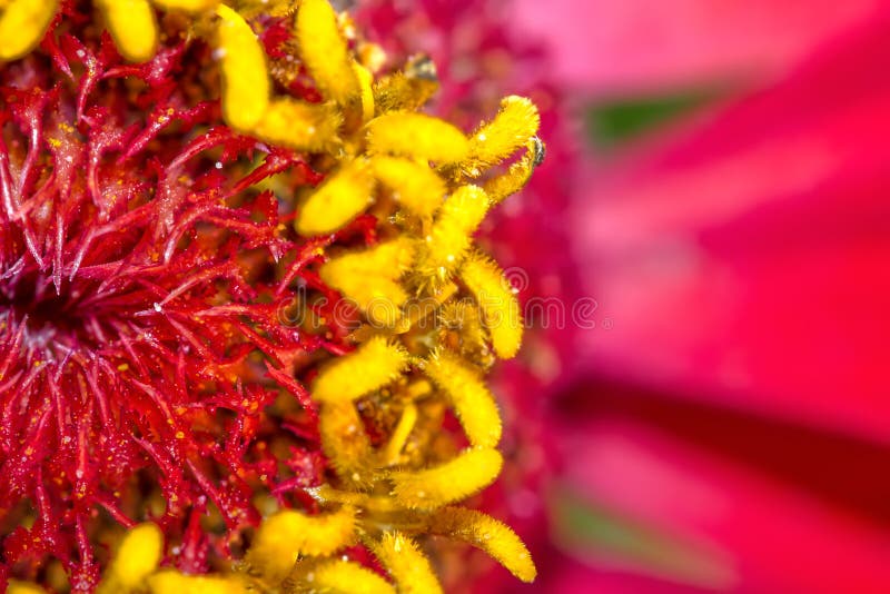 Red meadow. stock image. Image of blade, detail, freshness - 26404417