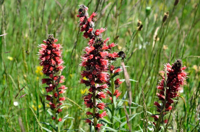 Red meadow flowers stock photo. Image of season, herb - 57935942