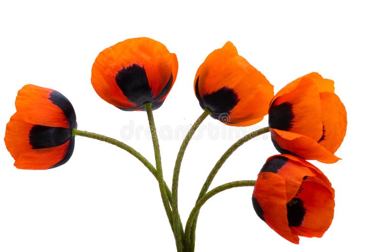 Red meadow poppy isolated stock image. Image of color - 278733199