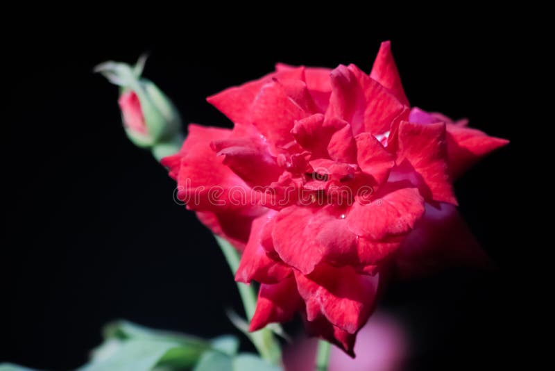 Red is mean rose stock photo. Image of flower, plant - 223349328
