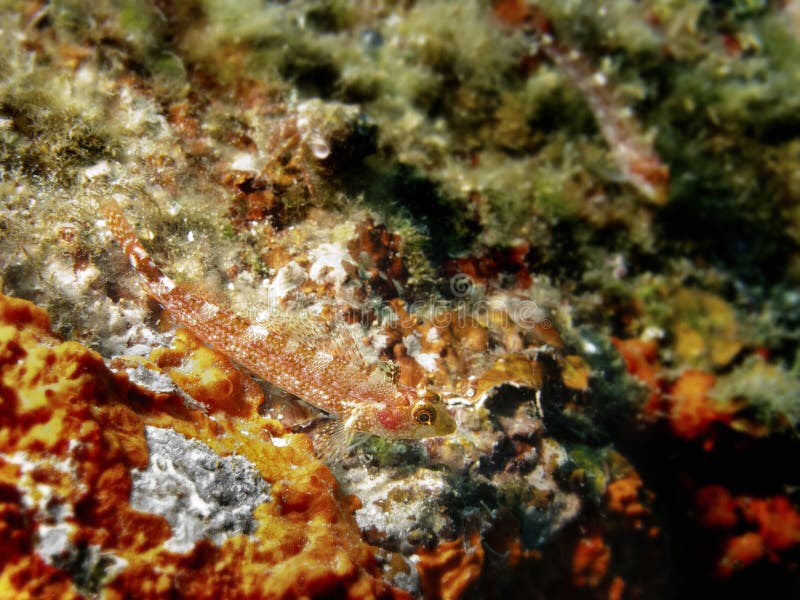 Red mediterranean fish stock photo. Image of dive, ocean - 15029816