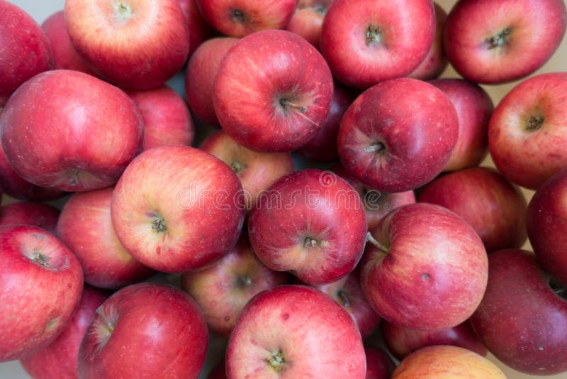 Red Medium-sized Apples Jonathan Cultivar from Above Stock Photo ...