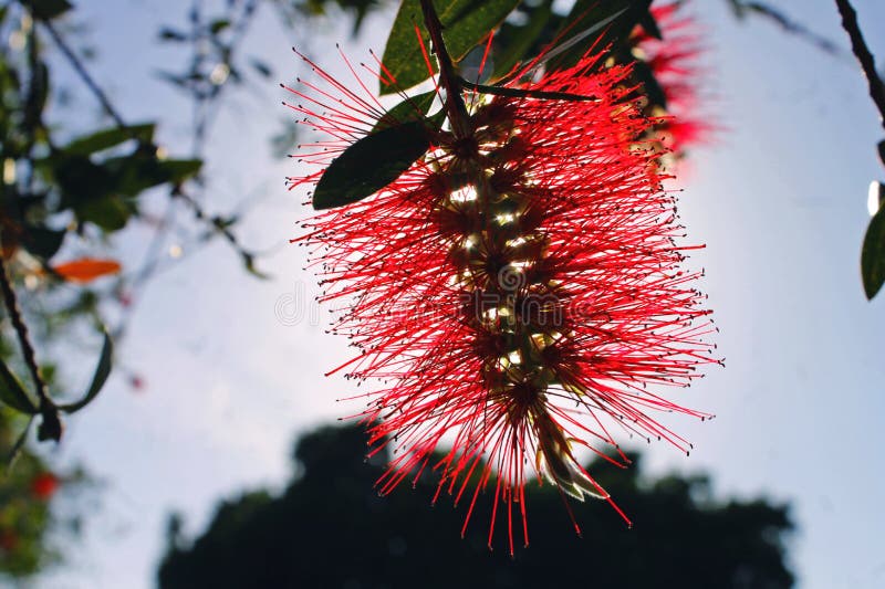 Red Melaleuca stock image. Image of afternoon, melaleuca - 85935929