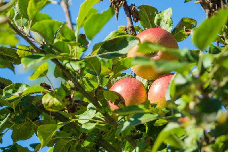 Red Mellow Apples on a Apple Tree Stock Image - Image of leaves, apples ...