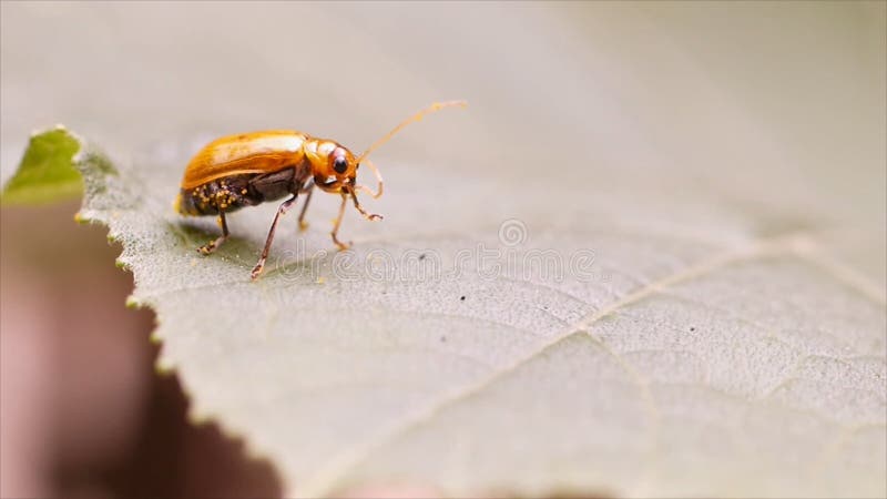 Red Pumpkin Beetle, Aulacophora Foveicollis. Photo of a Pumpkin Beetle ...