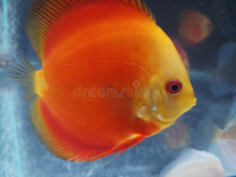 Red Melon Discus in Aquarium Close Up View Stock Photo - Image of melon ...