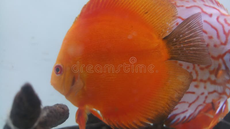 Red Melon Discus in Aquarium in India Stock Photo - Image of fish ...