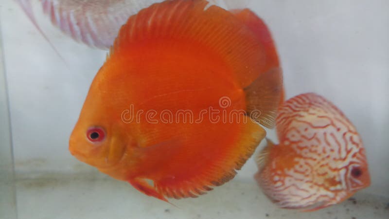 Red Melon Discus Fish in Aquarium Stock Image - Image of decorate ...