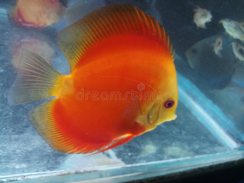 Red Melon Discus Fish in Aquarium in India Stock Photo - Image of ...