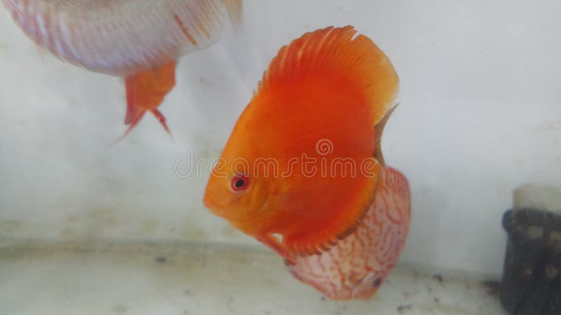 Red Melon Discus Fish in Aquarium Stock Image - Image of beauty, green ...