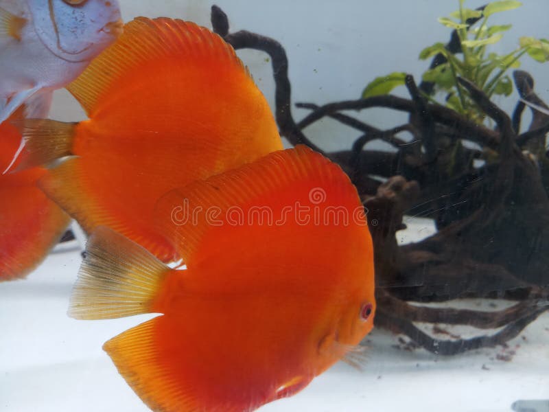 Red Melon Discus Fish in Aquarium in Drift Wood Stock Image - Image of ...