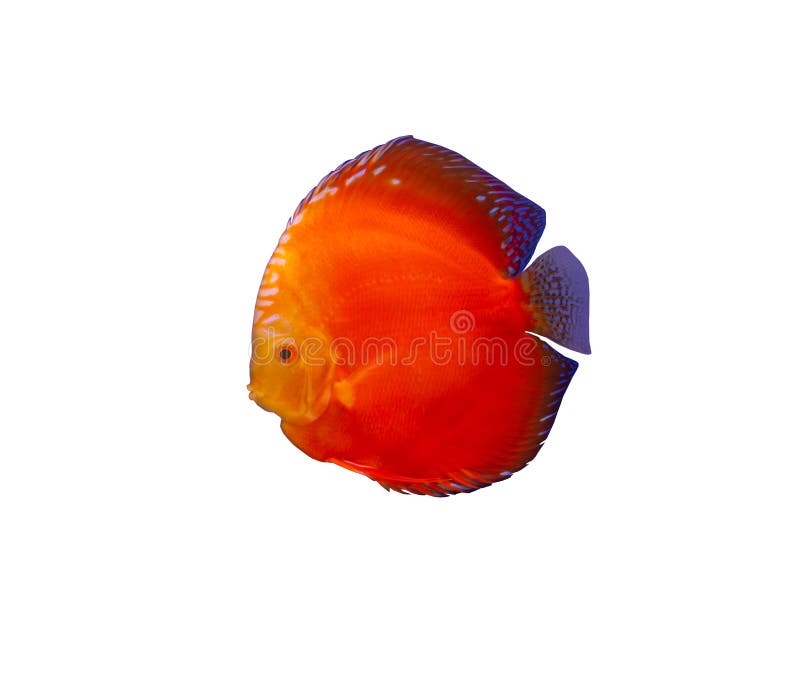 Discus Fish On White Background Stock Image - Image of colorful, aqua ...