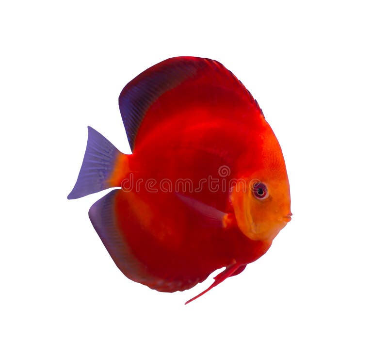 Discus Fish Isolated in a White Background Stock Photo - Image of ...