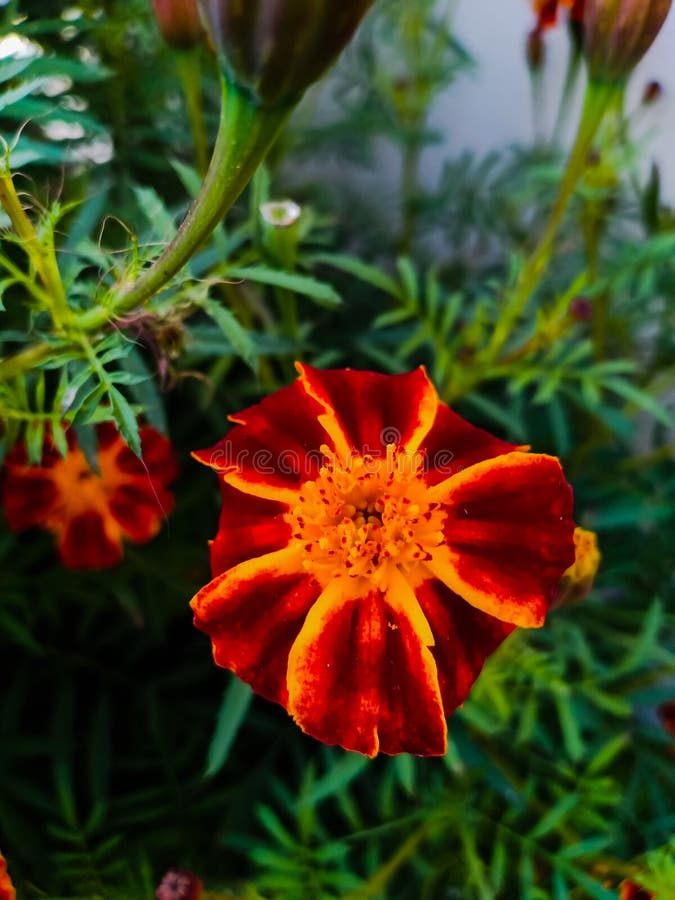 Red Merigold Flower with Green Leaf Stock Image - Image of green, leaf ...