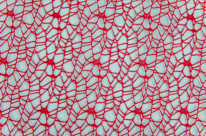 Red Mesh Background on a White Background Stock Photo - Image of flow ...
