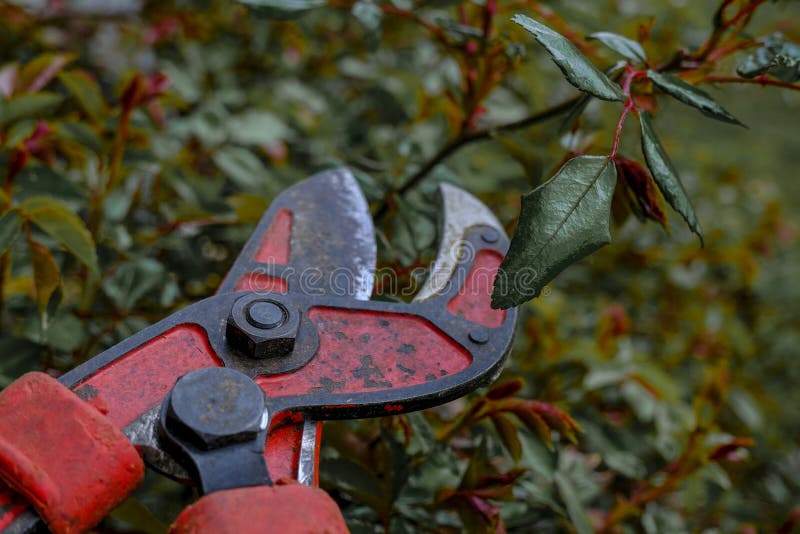 Red Metal Garden Scissors Cutting Bush Branches Close-up. Garden Work ...