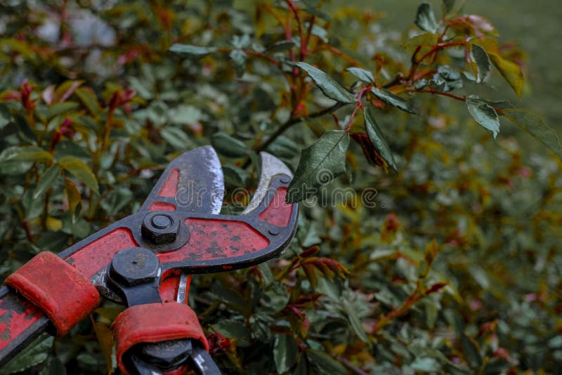 Red Metal Garden Scissors Cutting Bush Branches Close-up. Garden Work ...