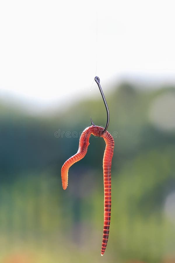 Red Metal Worm Writhing on a Fish Hook Stock Image - Image of tool ...