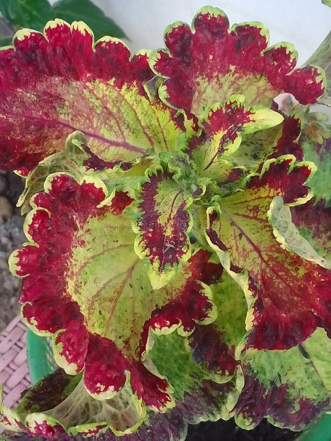 Red Miana Plant stock photo. Image of petal, leaf, plant - 270164054