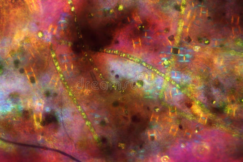 Red Micrograph Abstract of Plankton from Long Island Sound. Stock Photo ...