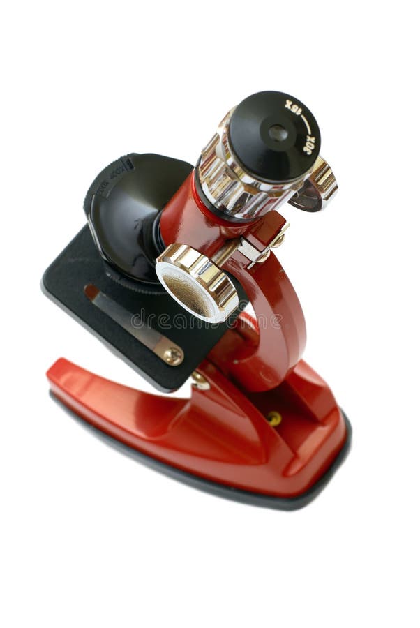 Frog isolated on white stock photo. Image of animal, orange - 6274862