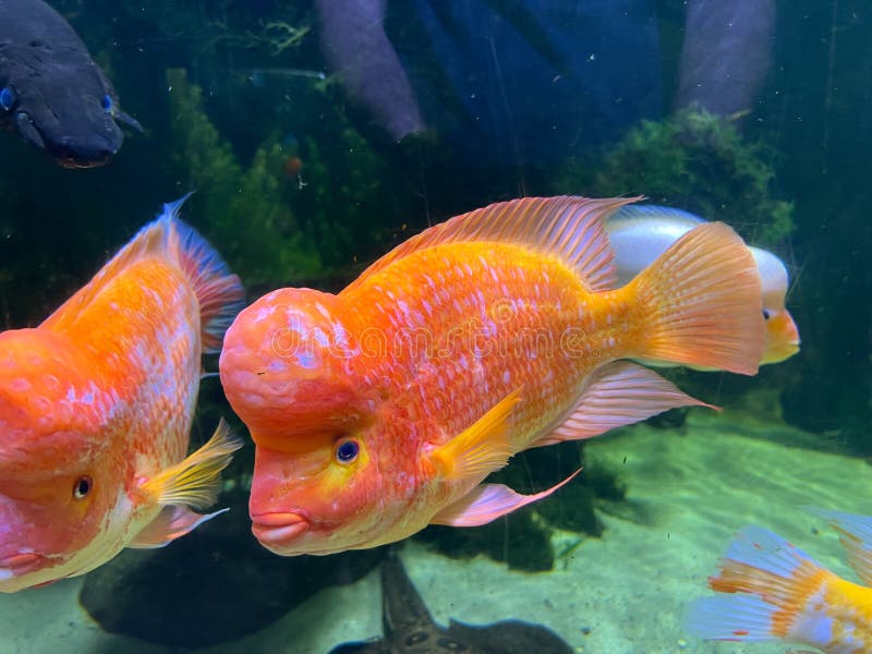 Red Midas Cichlid Swim in an Aquarium Stock Photo - Image of tropical ...