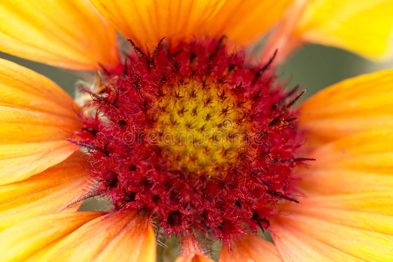 Red Flower With Yellow Middle Stock Image - Image of middle, green ...