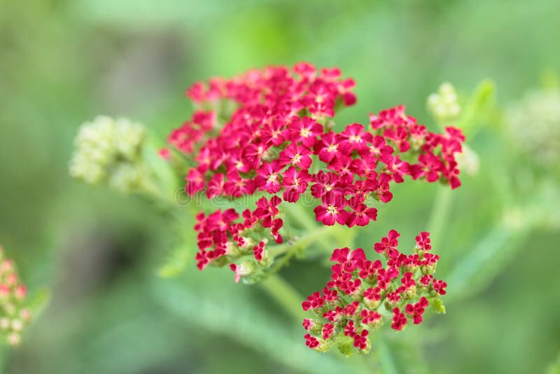 Red milfoil stock image. Image of medicine, nosebleed - 56146489