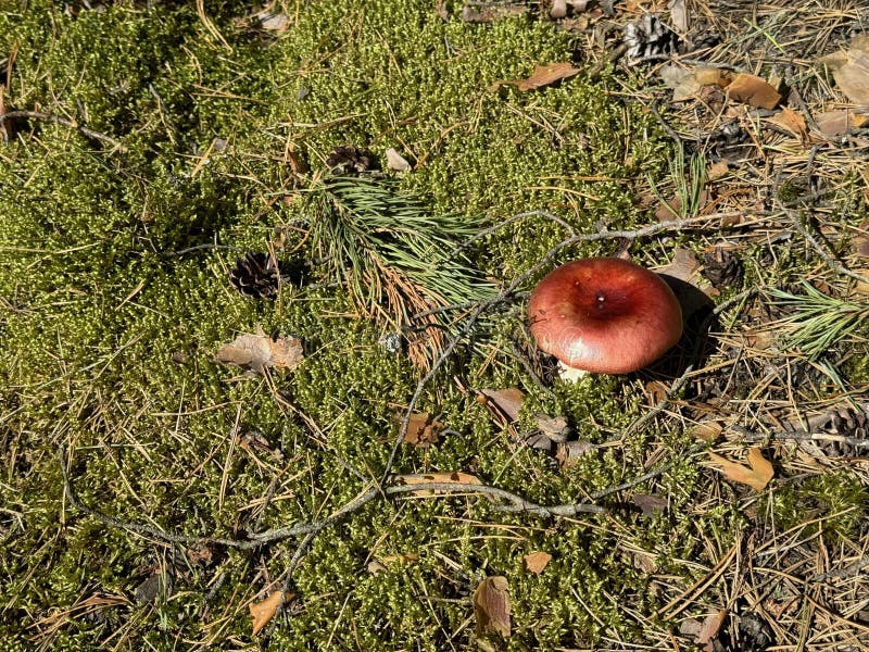 A Red Milk Cap Mushroom Grows in the Forest on Moss Stock Image - Image ...
