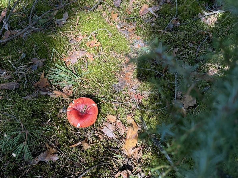 A Red Milk Cap Mushroom Grows in the Forest on Moss Stock Photo - Image ...