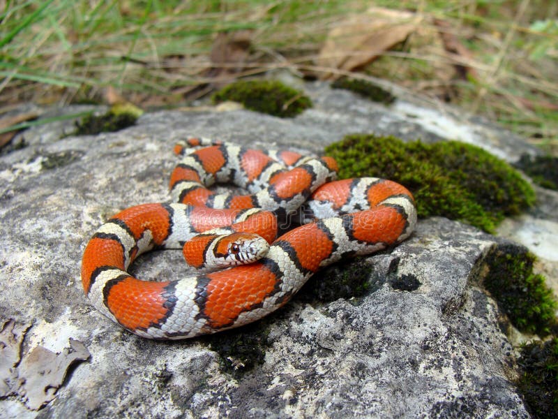 Red Milk Snake, Lampropeltis Triangulum Syspila Stock Image - Image of ...