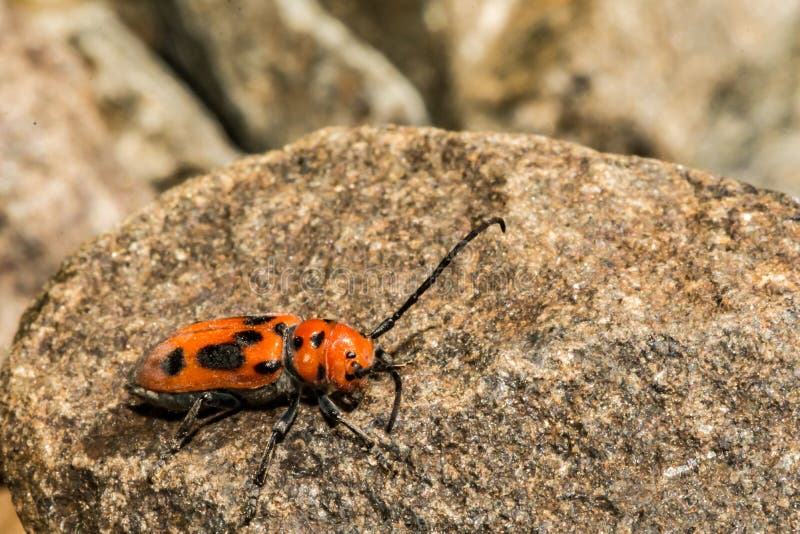 Red Milkweed Beetle stock image. Image of nature, macro - 119030503