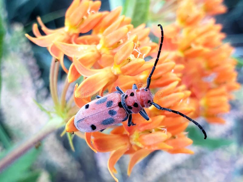 Red Milkweed Beetle on Orange Butterfly Milkweed Stock Photo - Image of ...