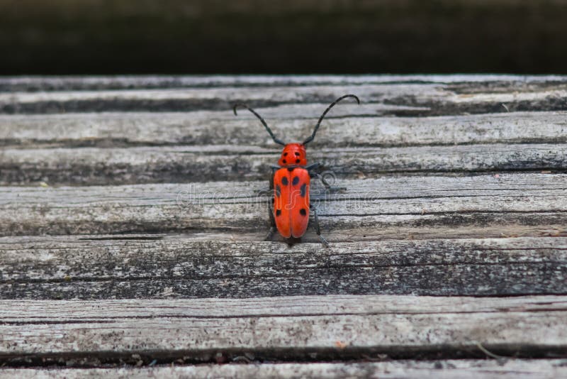Red Milkweed Beetle on a Wooden Bench Close Up View Stock Photo - Image ...