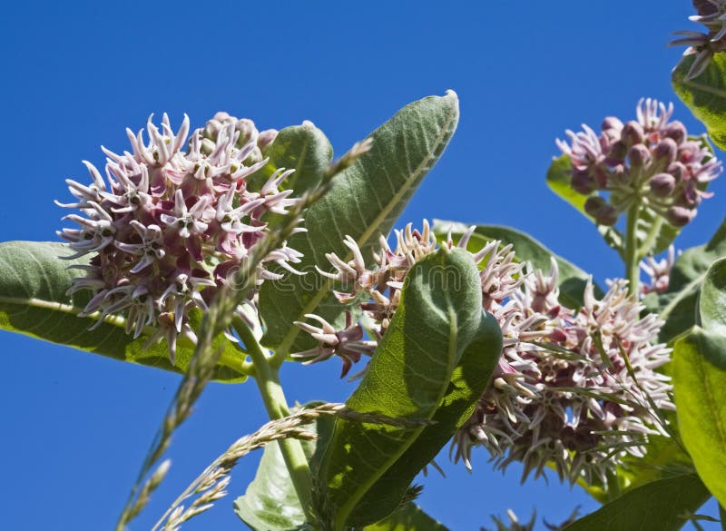Red Milkweed Blossoms Flowers Nature Summer Stock Image - Image of ...