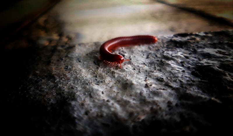 Red Millipede Crawling on the Ground Stock Image - Image of texture ...