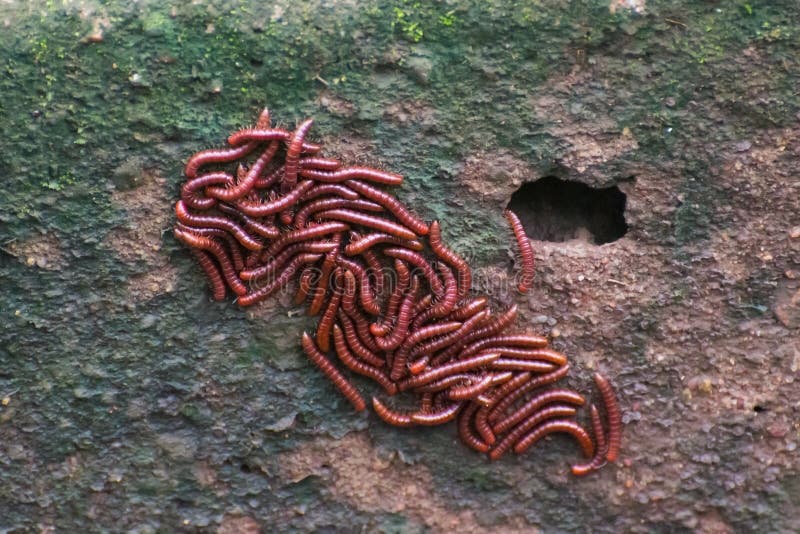 197 Monsoon Insects Stock Photos - Free & Royalty-Free Stock Photos ...