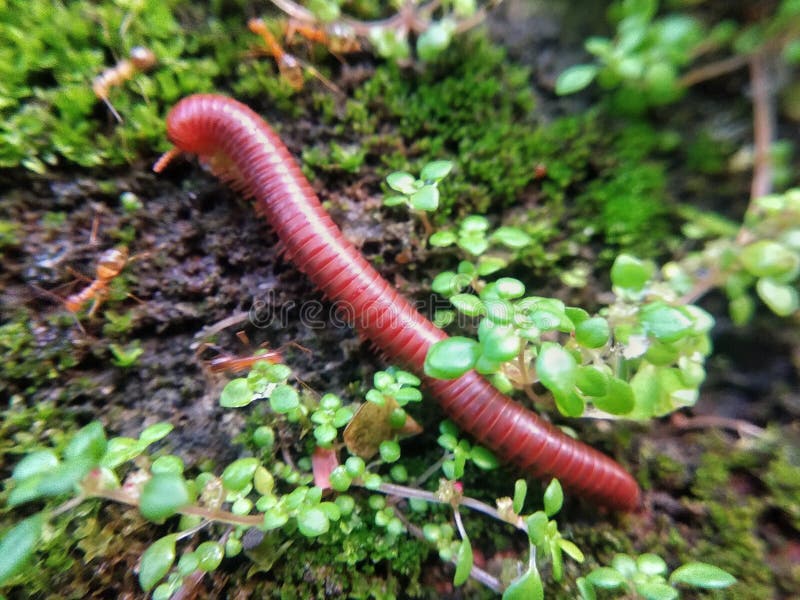 Red Millipede on Mossy Wall Stock Photo - Image of arthropod, closeup ...
