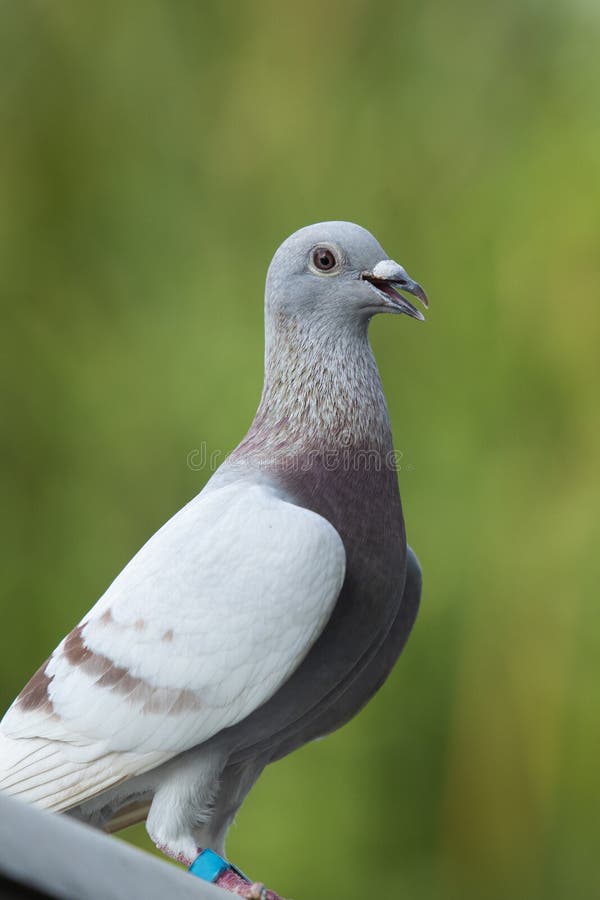 Red Milly Color of Speed Racing Pigeon Bird Stock Image - Image of body ...