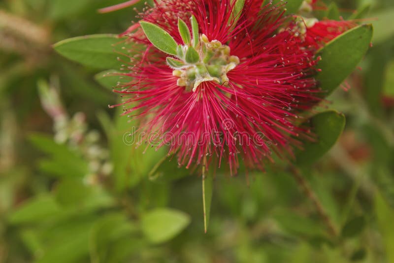 Red mimosa blooming stock image. Image of acacia, botanical - 210341615