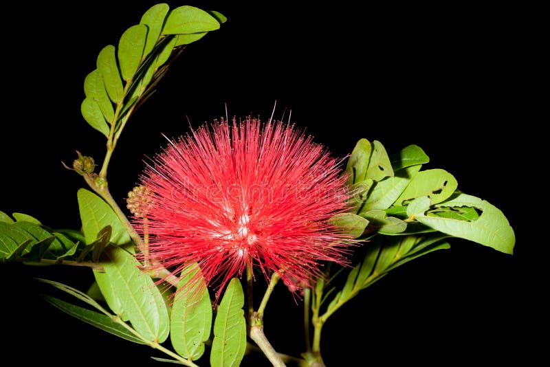 784 Mimosoideae Stock Photos - Free & Royalty-Free Stock Photos from ...