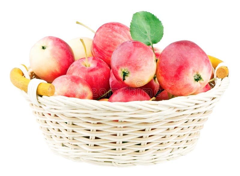 Crop of apples stock image. Image of green, apple, garden - 11078501