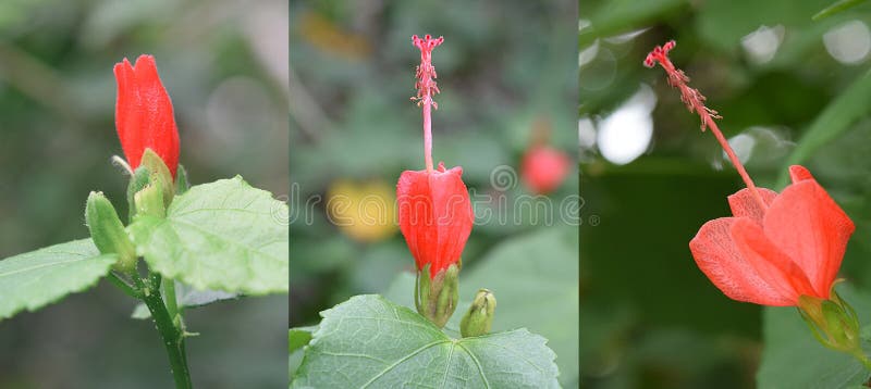 Three Stages Process Stock Photos - Free & Royalty-Free Stock Photos ...