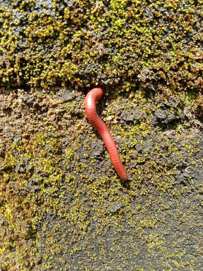 The Red Mini Millipede is on the Textured Wall because of the Moss ...