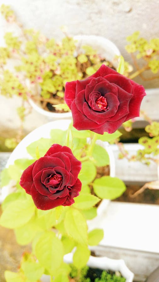 Red Mini Rose Flowers stock photo. Image of nature, gardens - 320943896