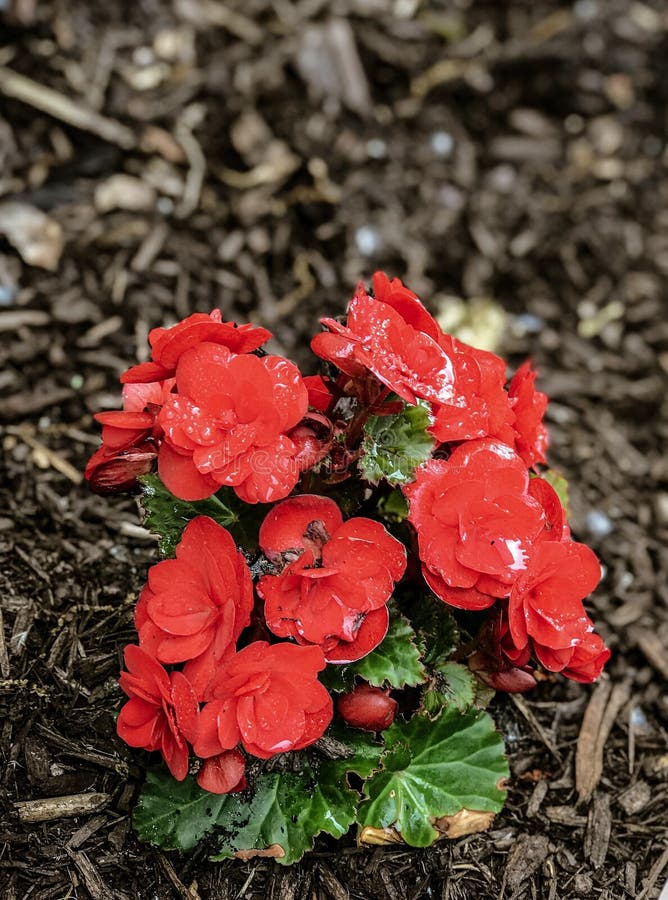 Red Mini Roses with a Mulch Background Stock Photo - Image of dirt ...