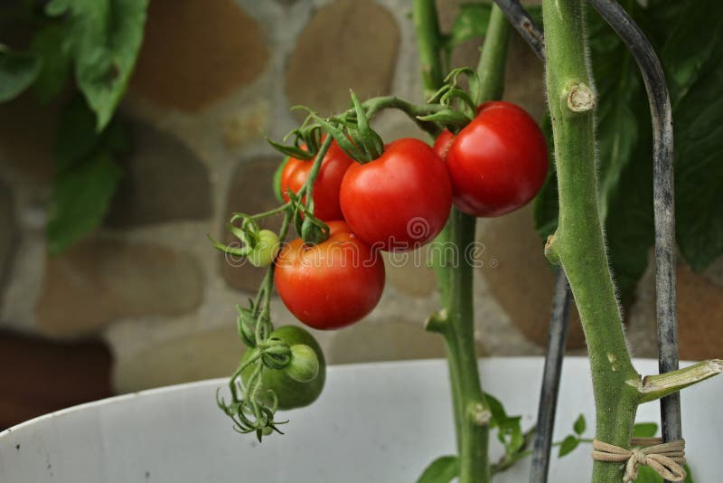 Red mini tomato stock photo. Image of tomatoes, growth - 122304944