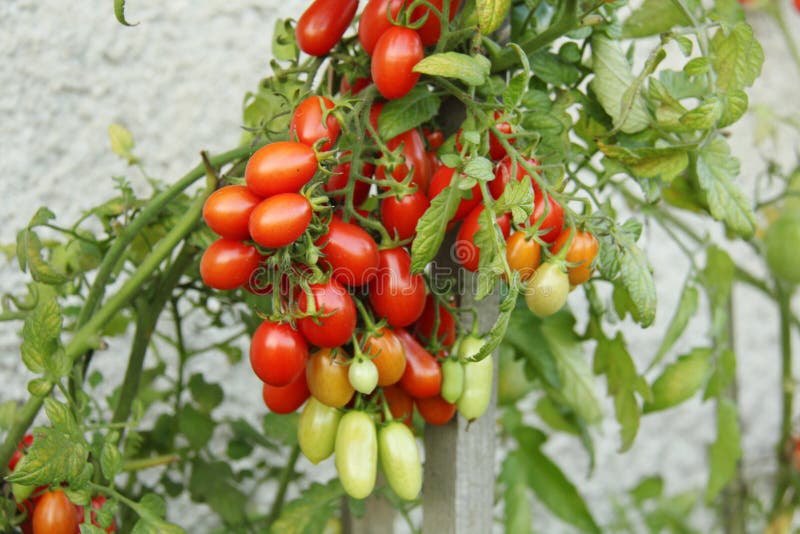Red mini tomato stock image. Image of mini, grows, ripening - 128123281